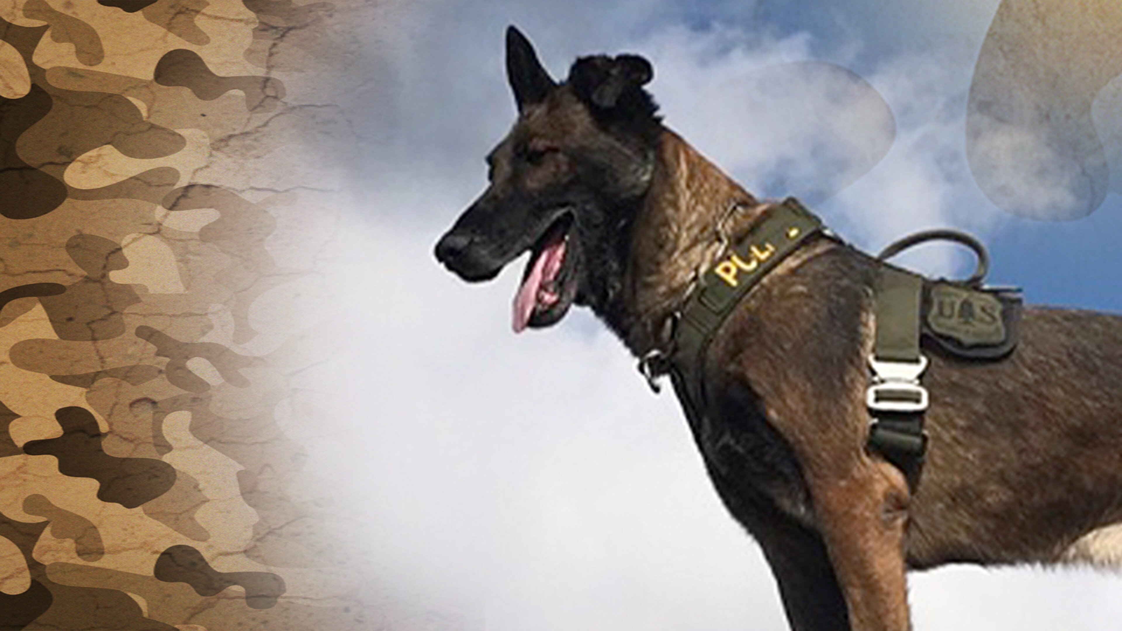 Watch Hero Dogs | Fox Nation